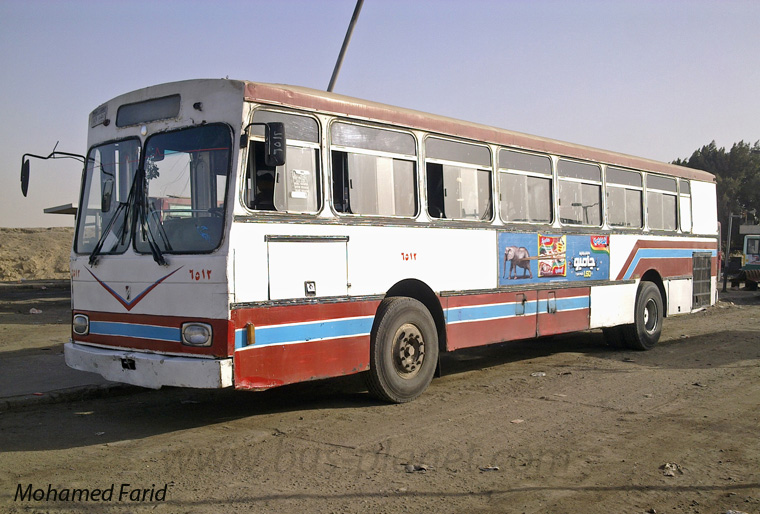 Bus Egypt
