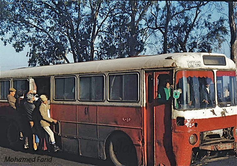 Buses in Egypt-Cairo-Ikarus 556